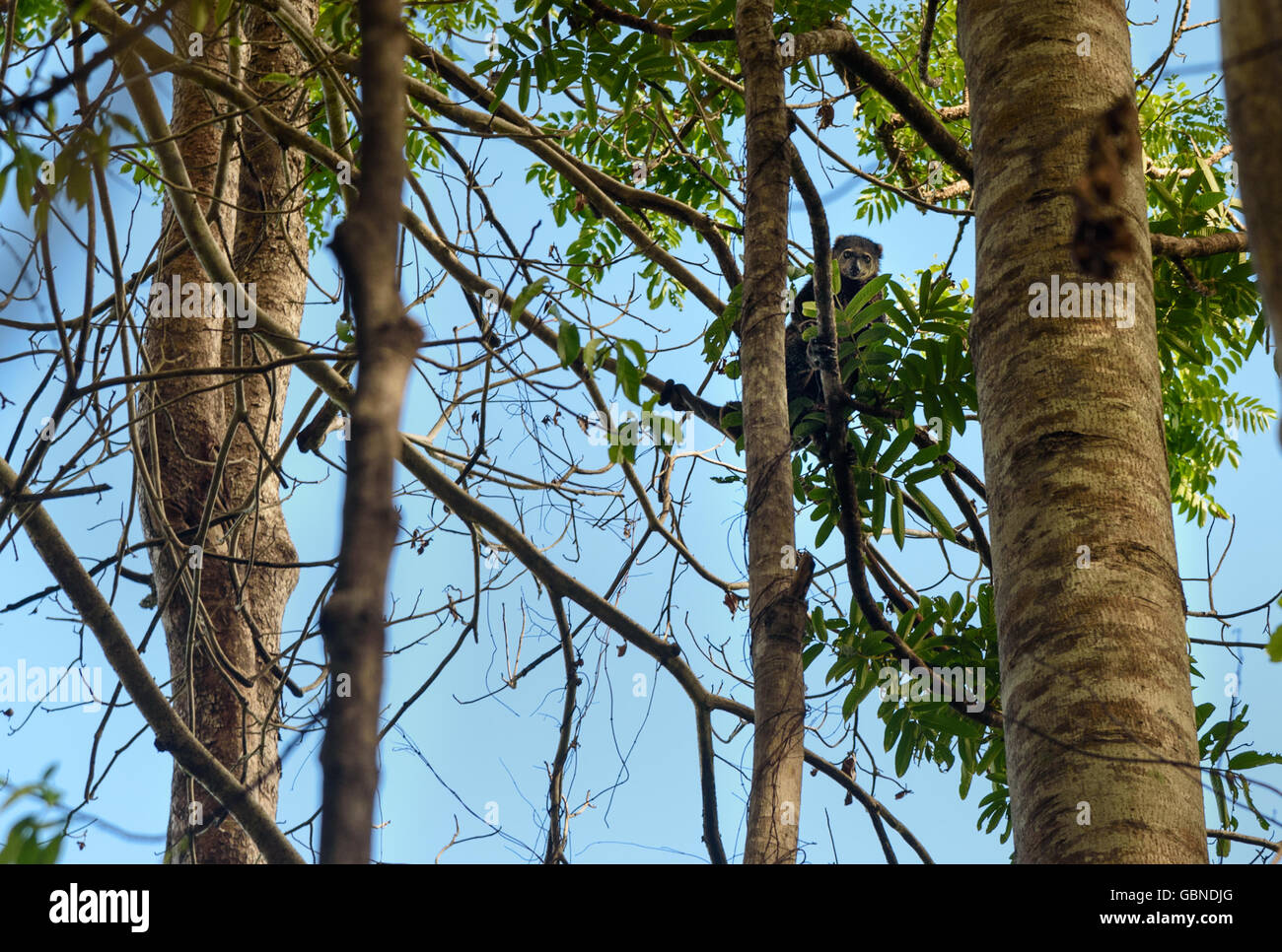 Bear Cuscus (Ailurops ursinus) in tree. Tangkoko National Park ...