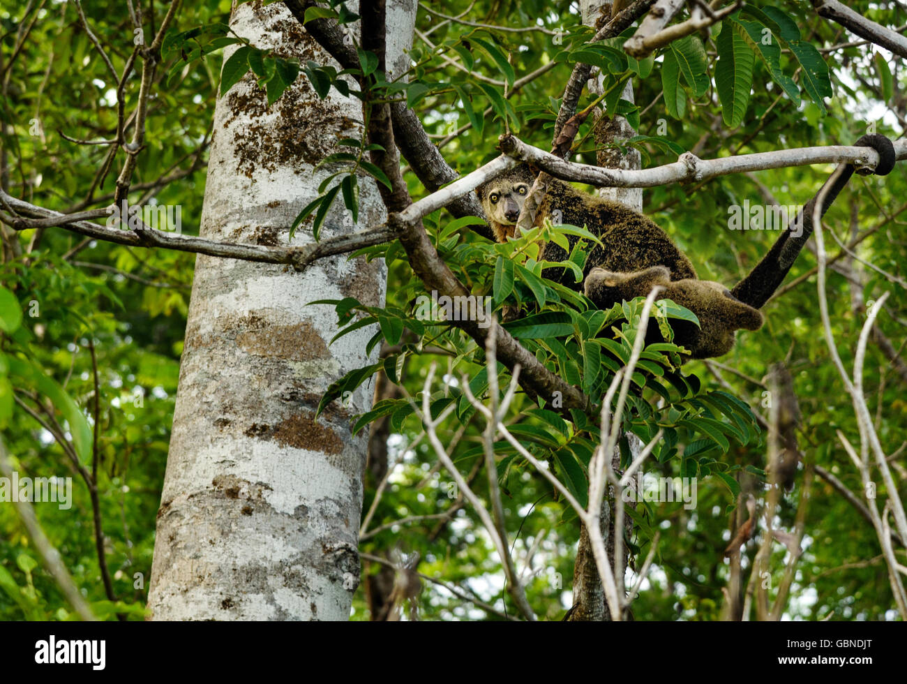 Bear Cuscus (Ailurops ursinus) in tree. Tangkoko National Park ...