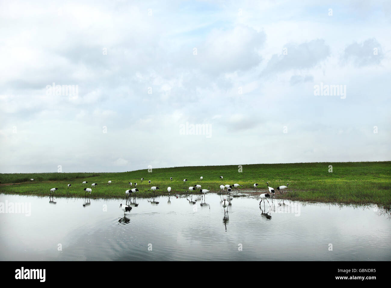 Heilongjiang province Zhalong Nature Reserve Stock Photo - Alamy