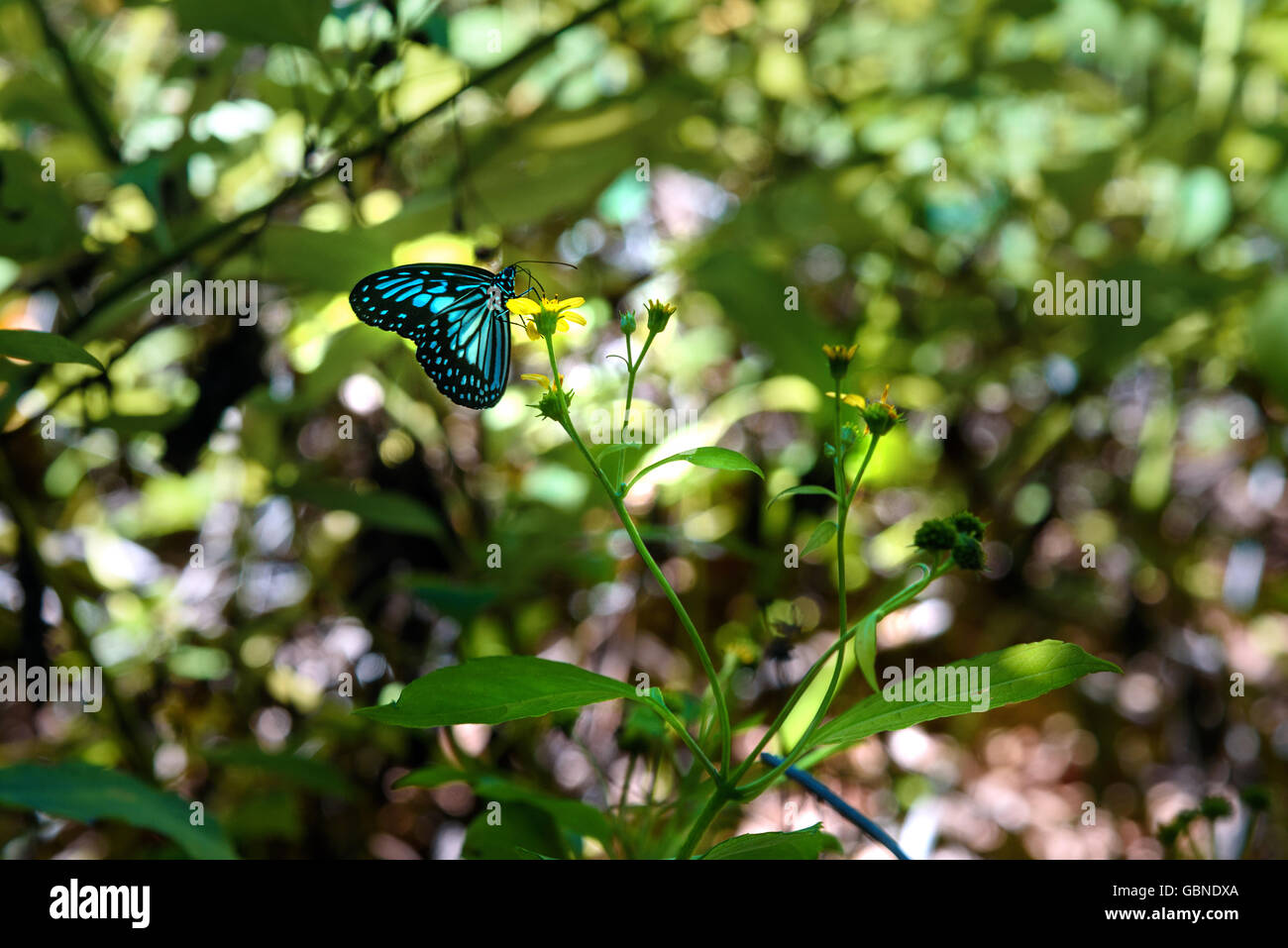 Butterfly in Tangkoko National Park. North Sulawesi. Indonesia Stock ...