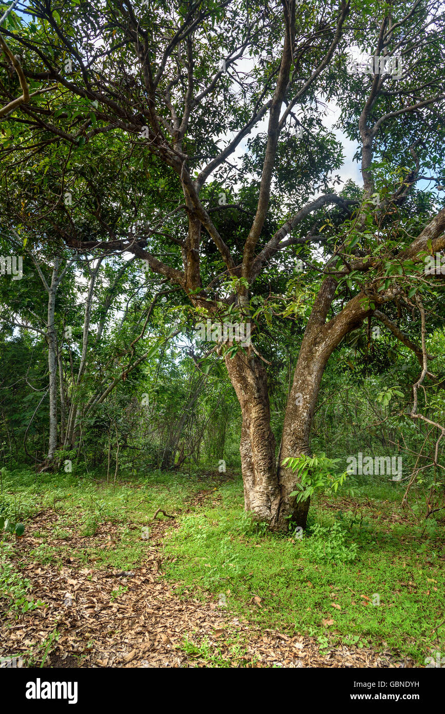 Tangkoko national park hi-res stock photography and images - Alamy