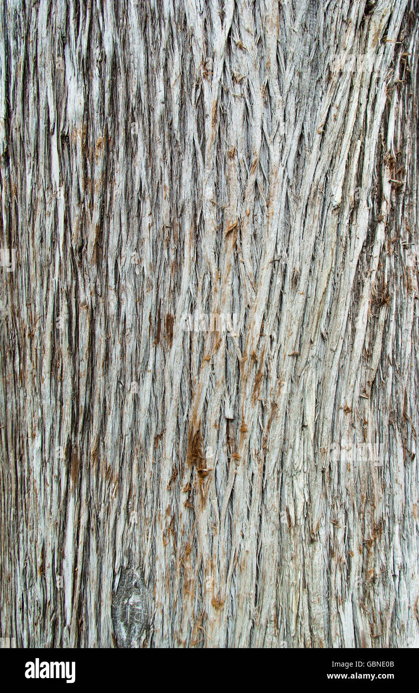 texture of the bark of the tree Cupressus sempervirens Stock Photo - Alamy
