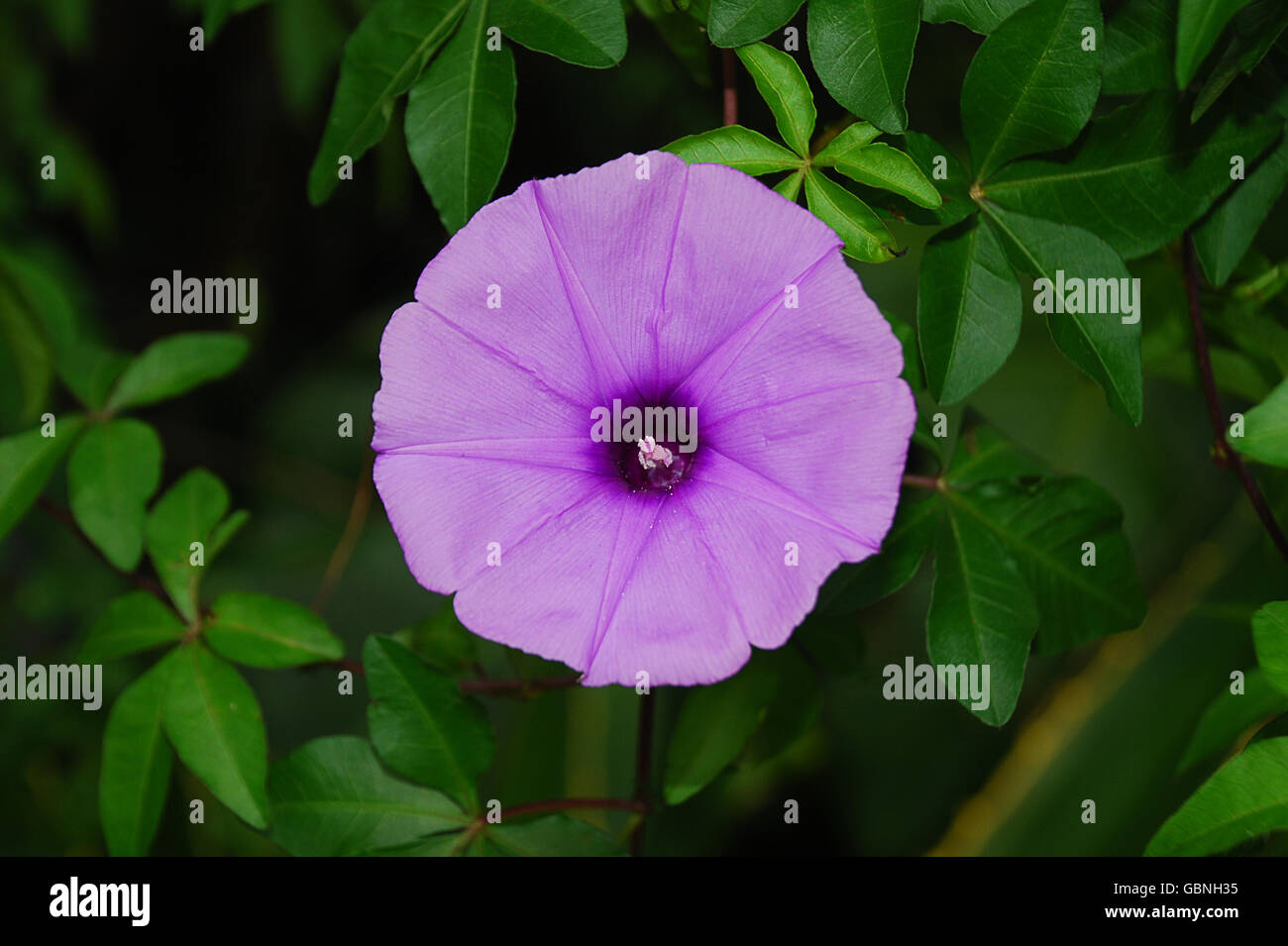 Convolvulaceae flower isolated on a natural background Stock Photo - Alamy