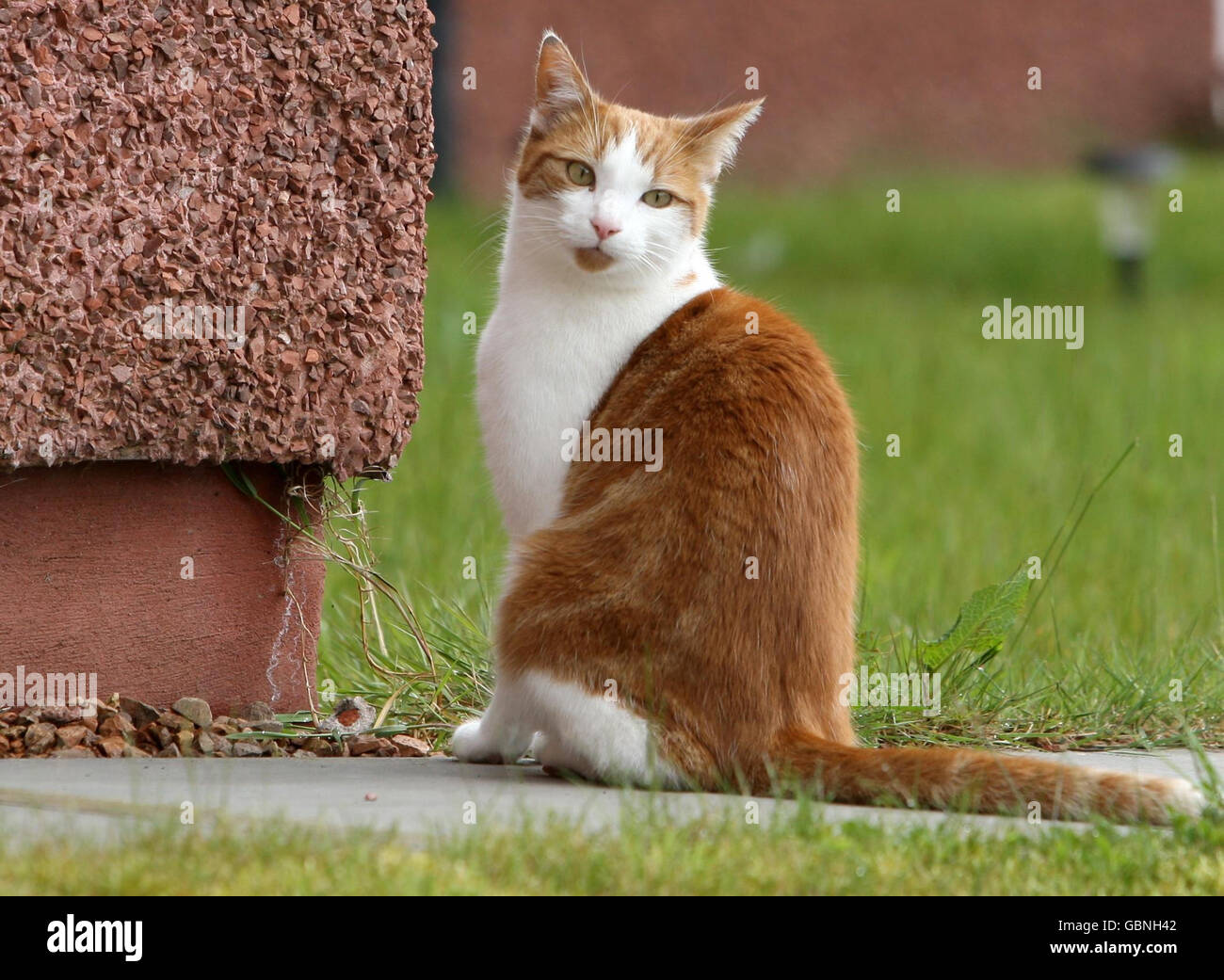 Charlie the cat nicknamed spider cat hi-res stock photography and ...