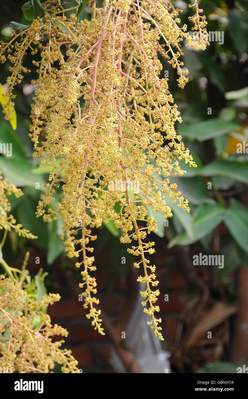 Beautiful mango blossom hi-res stock photography and images - Alamy
