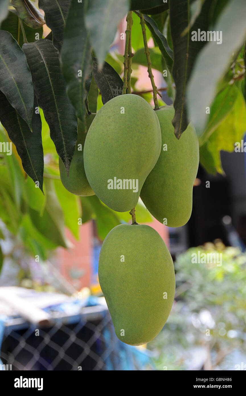 Mango tree is fruiting on a natural background Stock Photo - Alamy