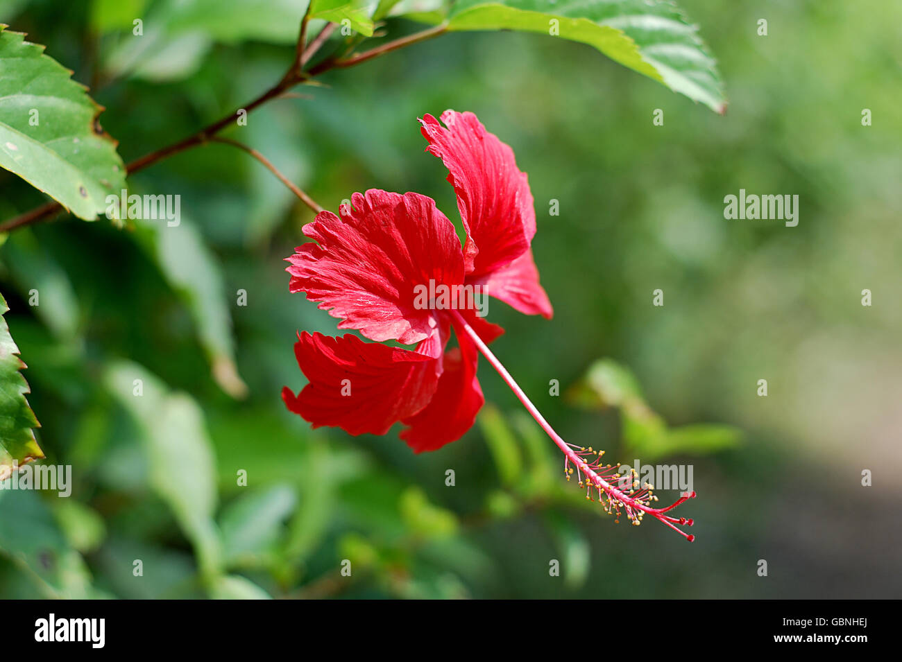 Rose mallow flower isolated on a natural background Stock Photo - Alamy