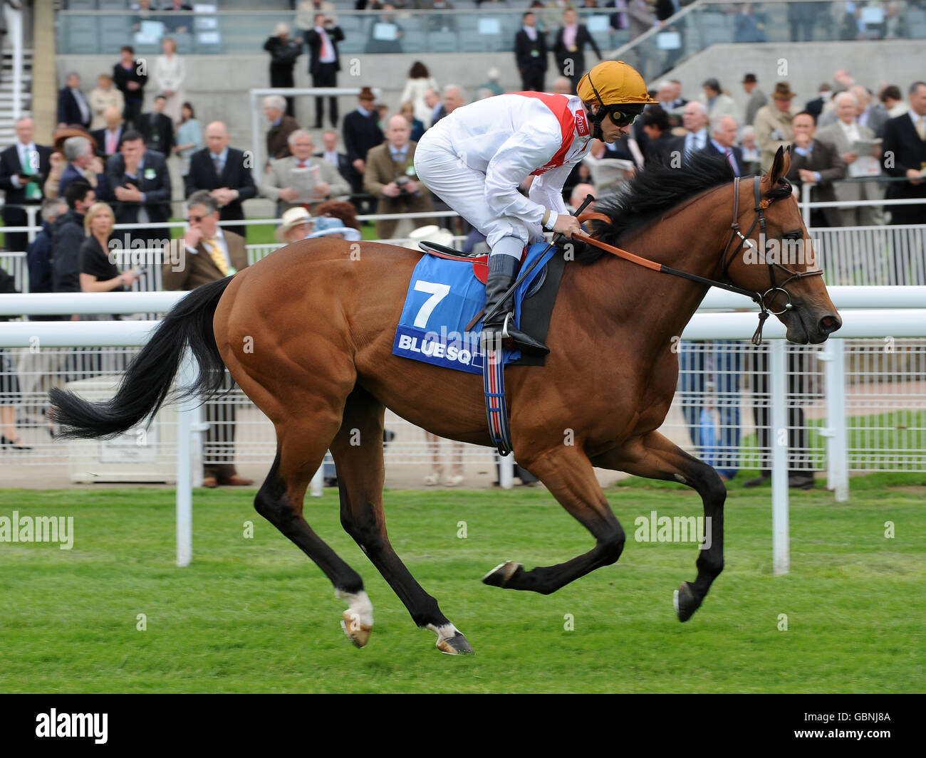 Equiano horse hi-res stock photography and images - Alamy