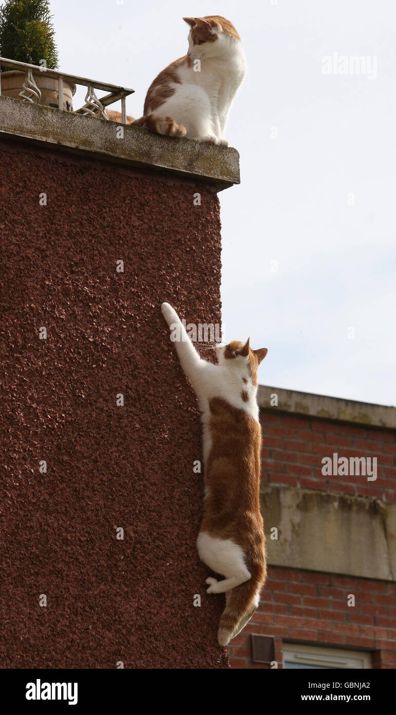 Charlie cat nicknamed spider cat hi-res stock photography and images ...