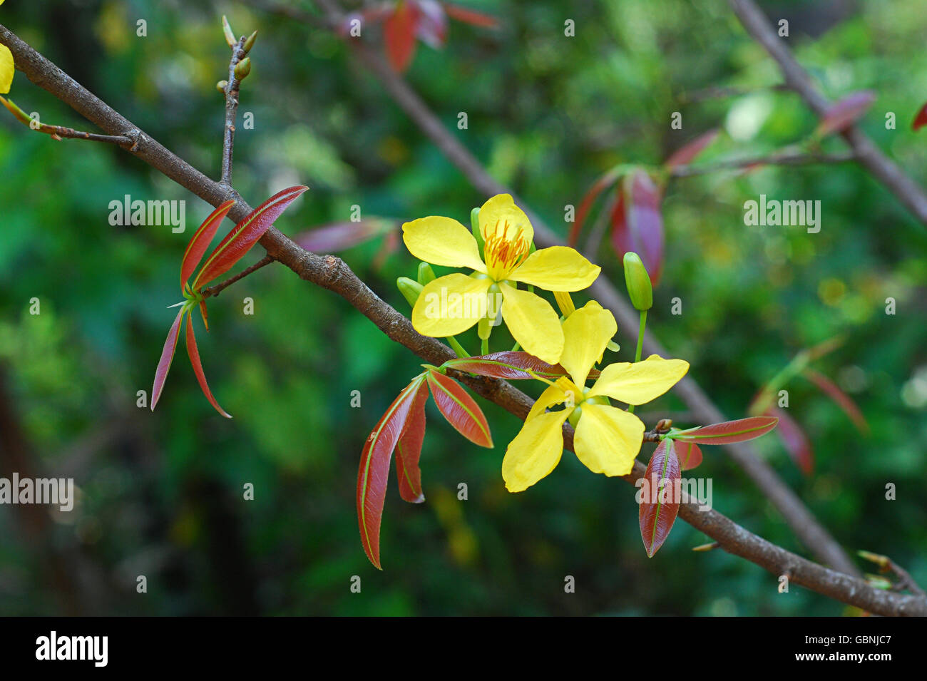Yellow apricot blossom Stock Photo - Alamy