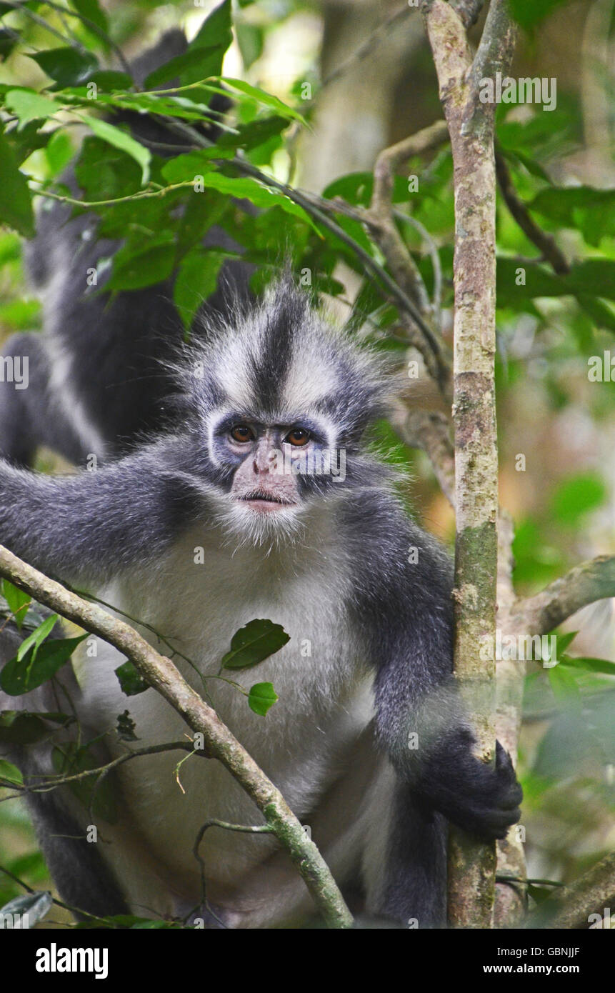 Thomas's leaf monkey (Presbytis thomasi), Gunung Leuser National Park ...