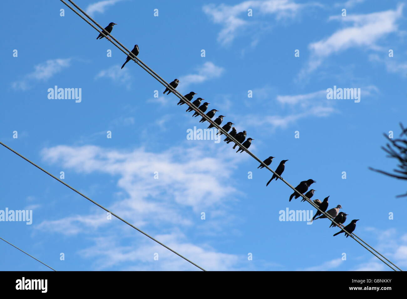 Birds on a Wire Stock Photo - Alamy
