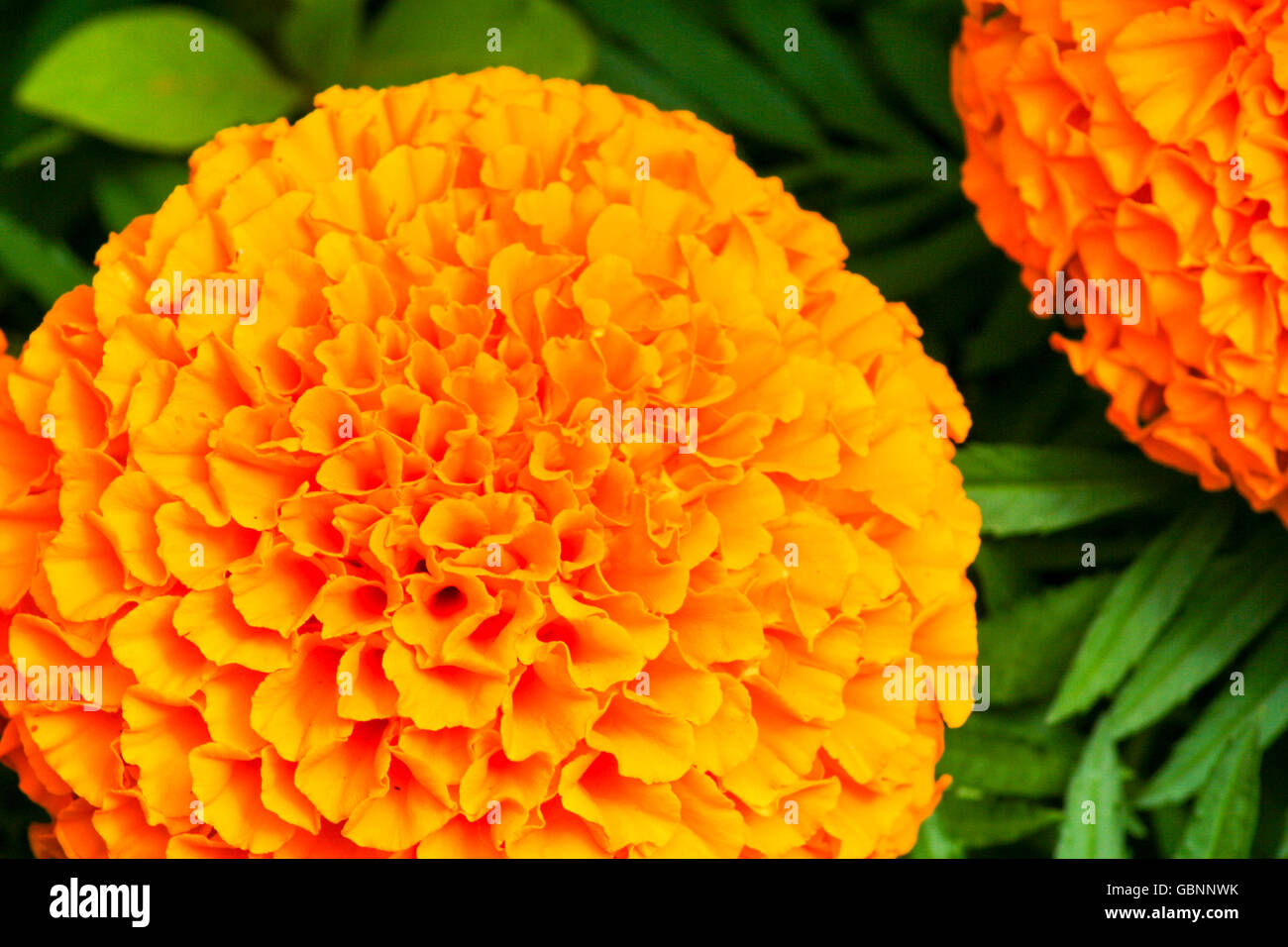Marigold closeup hi-res stock photography and images - Alamy
