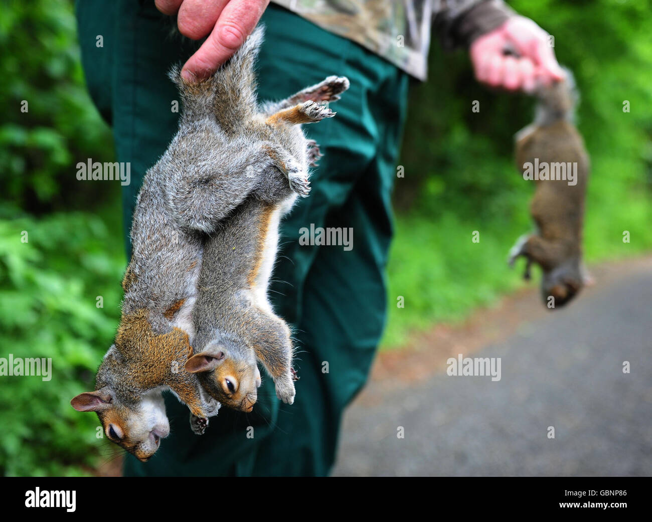 Gamekeeper Paul Parker from the Red Squirrel Protection Partnership ...