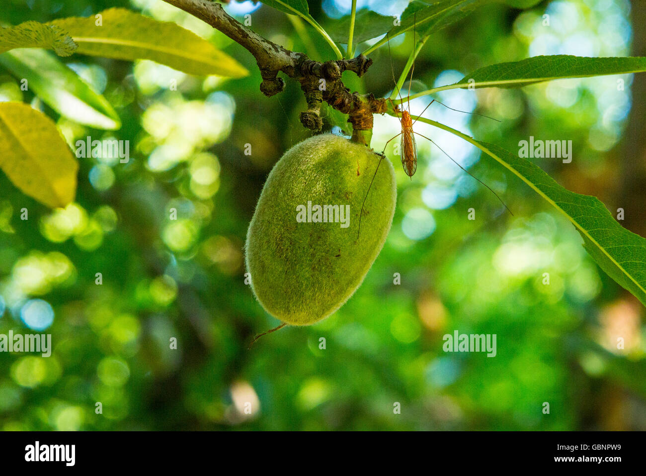 A Crane Fly on an almond in a California Orchard Tipulidae family Stock ...