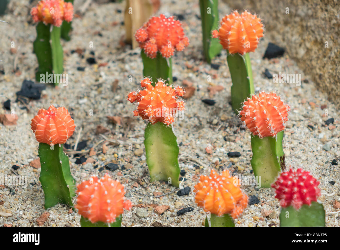 Orange cactus flower beautiful Stock Photo - Alamy