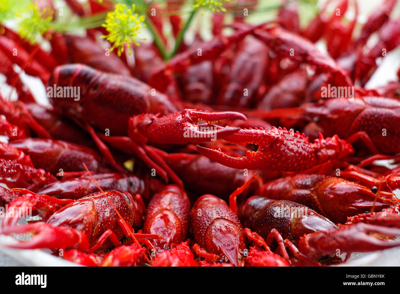 Crawfish in August is a typical Swedish tradition Stock Photo - Alamy