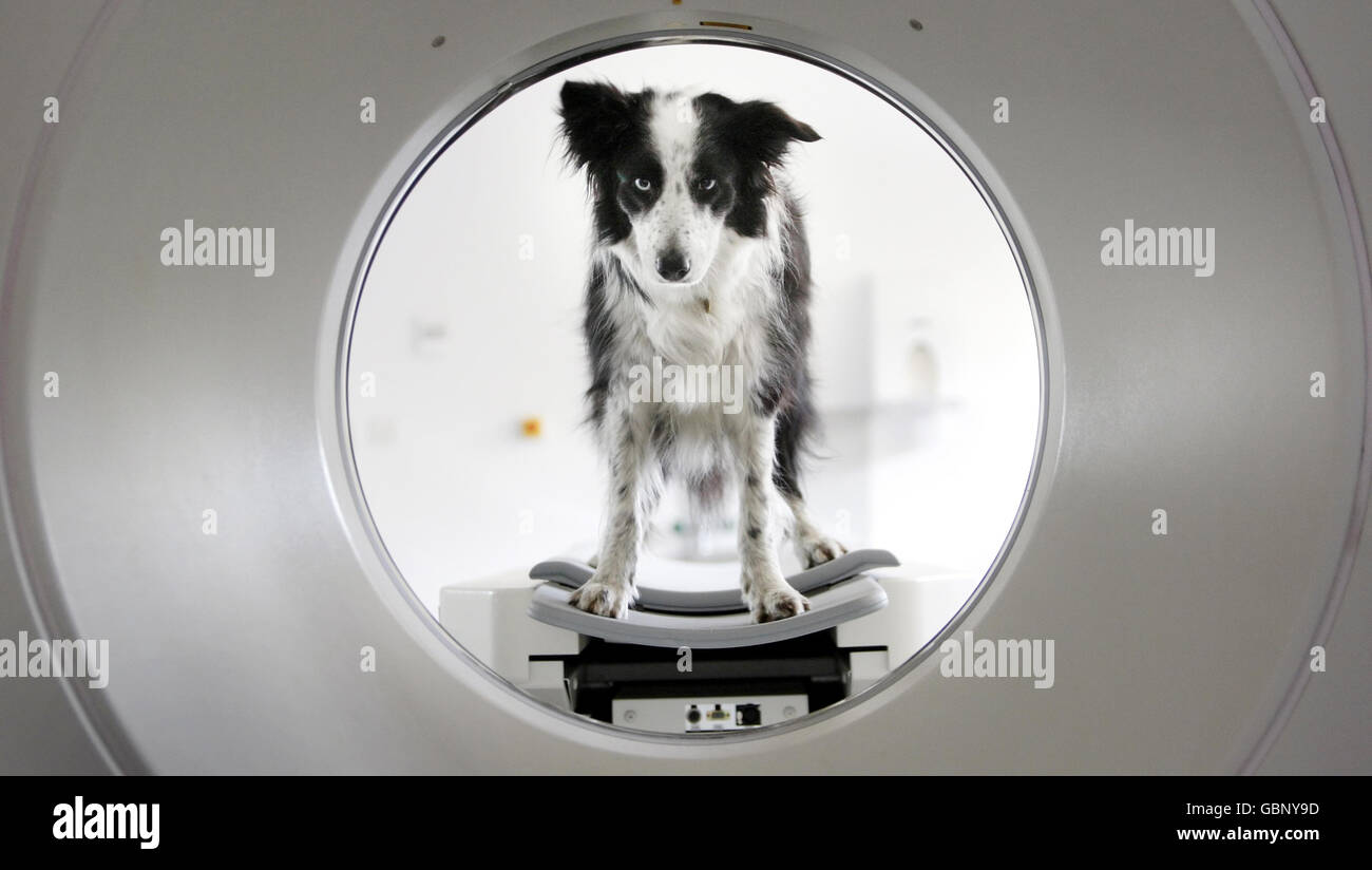 Scrooble the dog, who overcame cancer and became a Crufts finalist ...