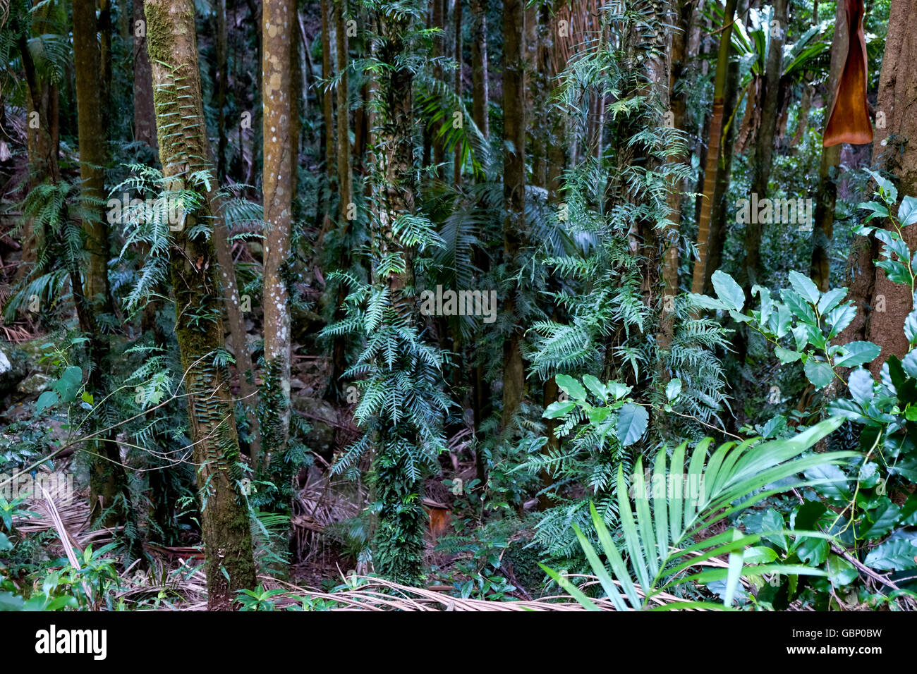 Mt Warning Trail Stock Photo - Alamy