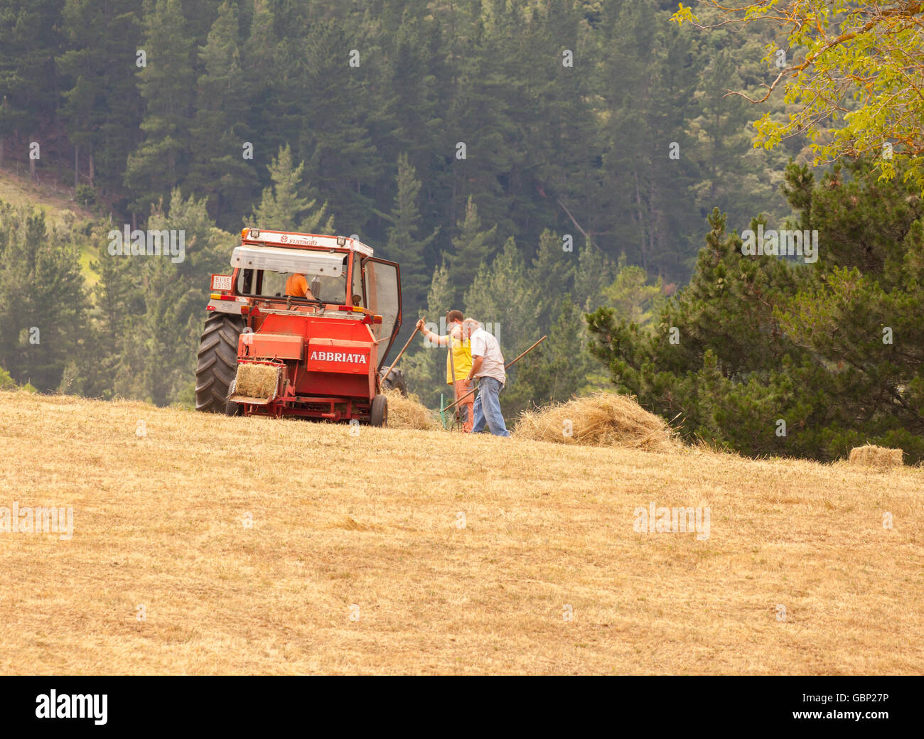 Farmers collecting and bailing hay in the Picos de Europa Northern ...