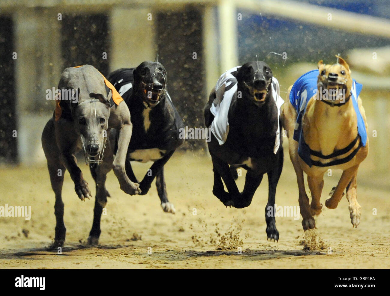 Racing - Greyhound Racing - Blue Square Greyhound Derby - Wimbledon ...