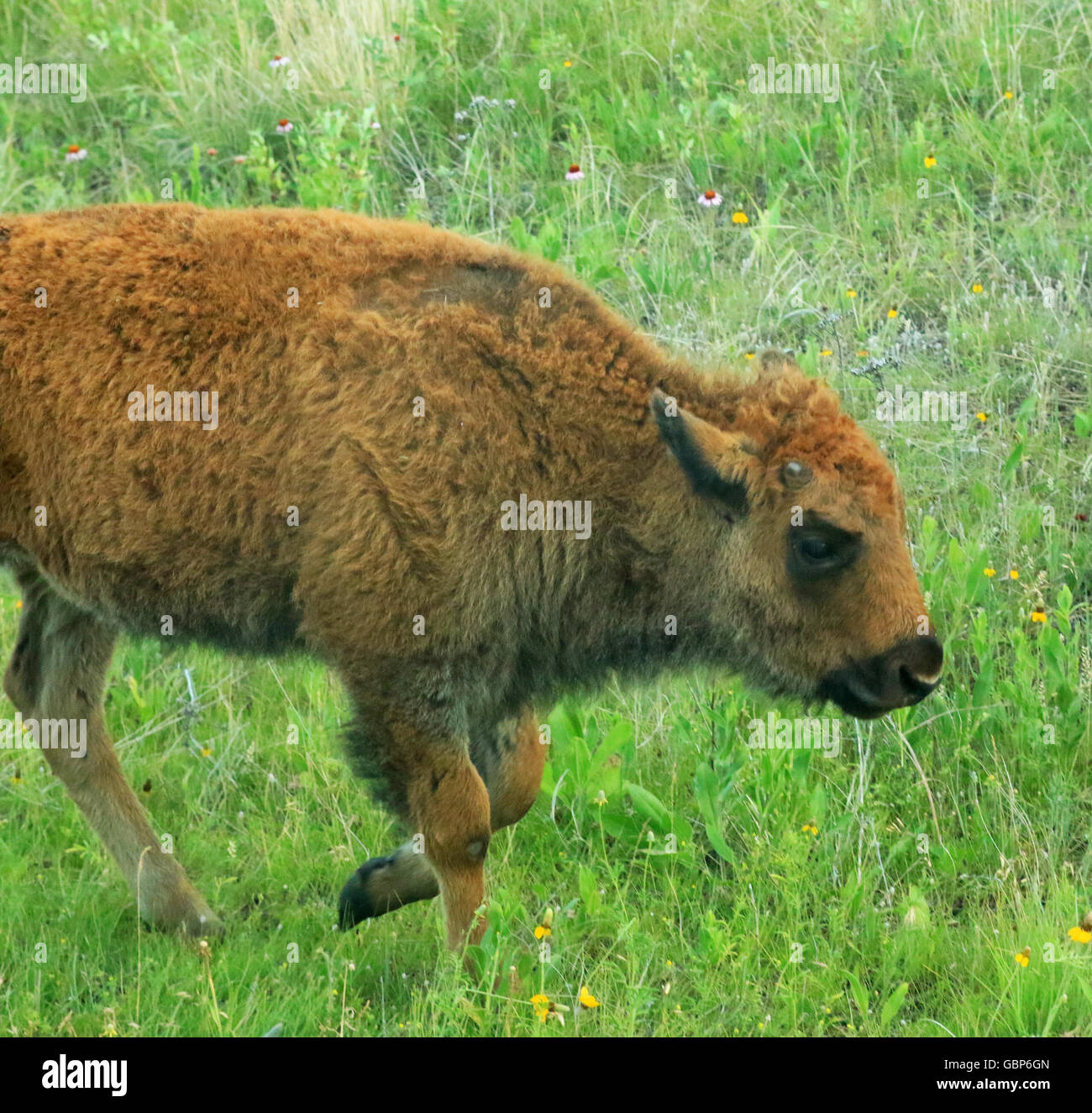 Baby Wood Bison