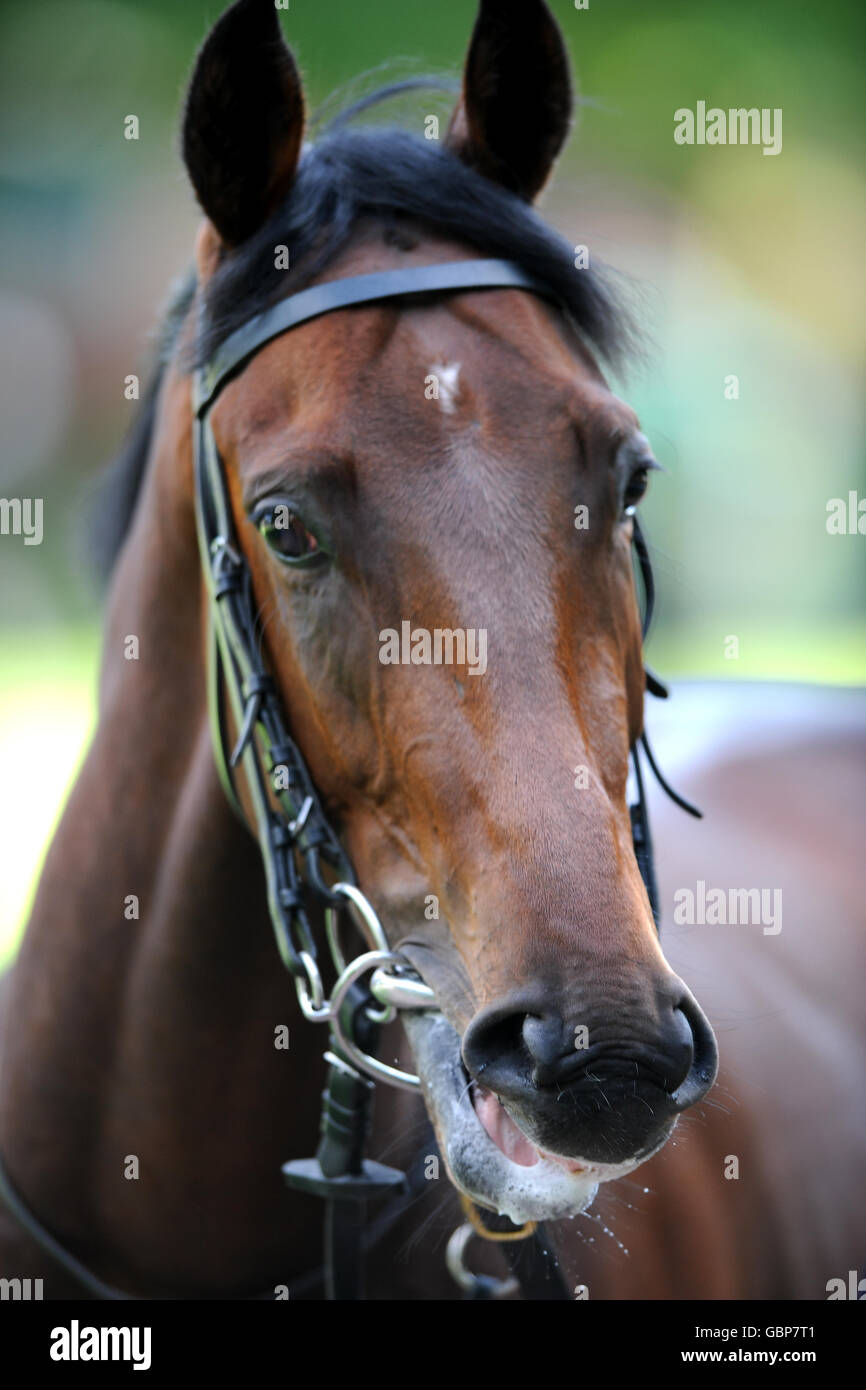 Big head horse hi-res stock photography and images - Alamy