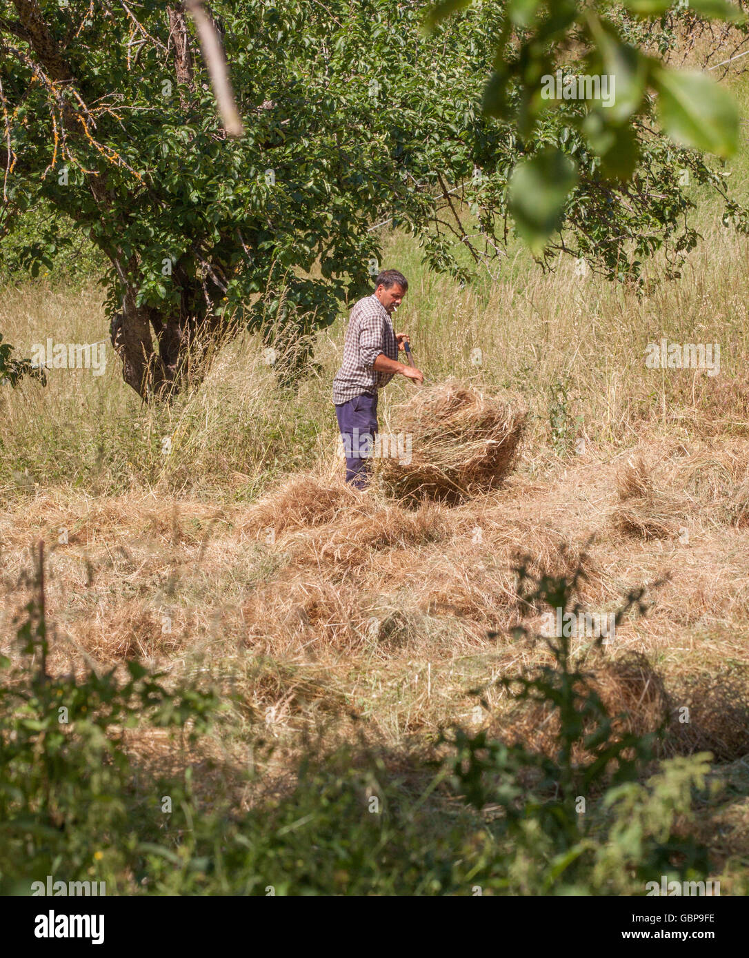 Spanish farmer hay making using traditional methods of turning the hay ...