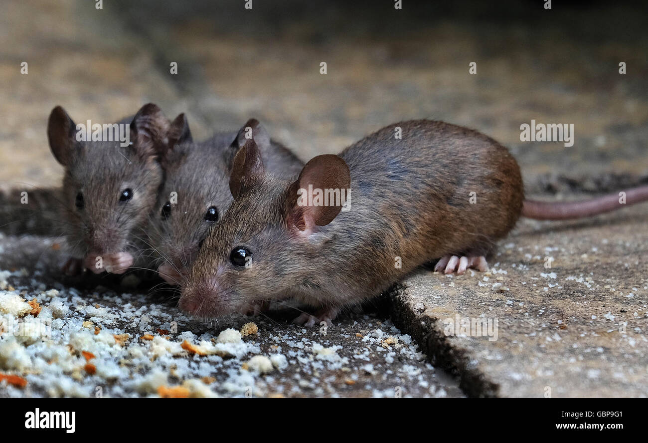 House mice hi-res stock photography and images - Alamy