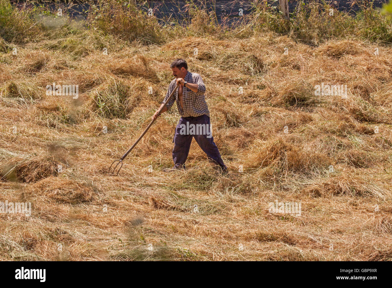Spanish farmer hay making using traditional methods of turning the hay ...