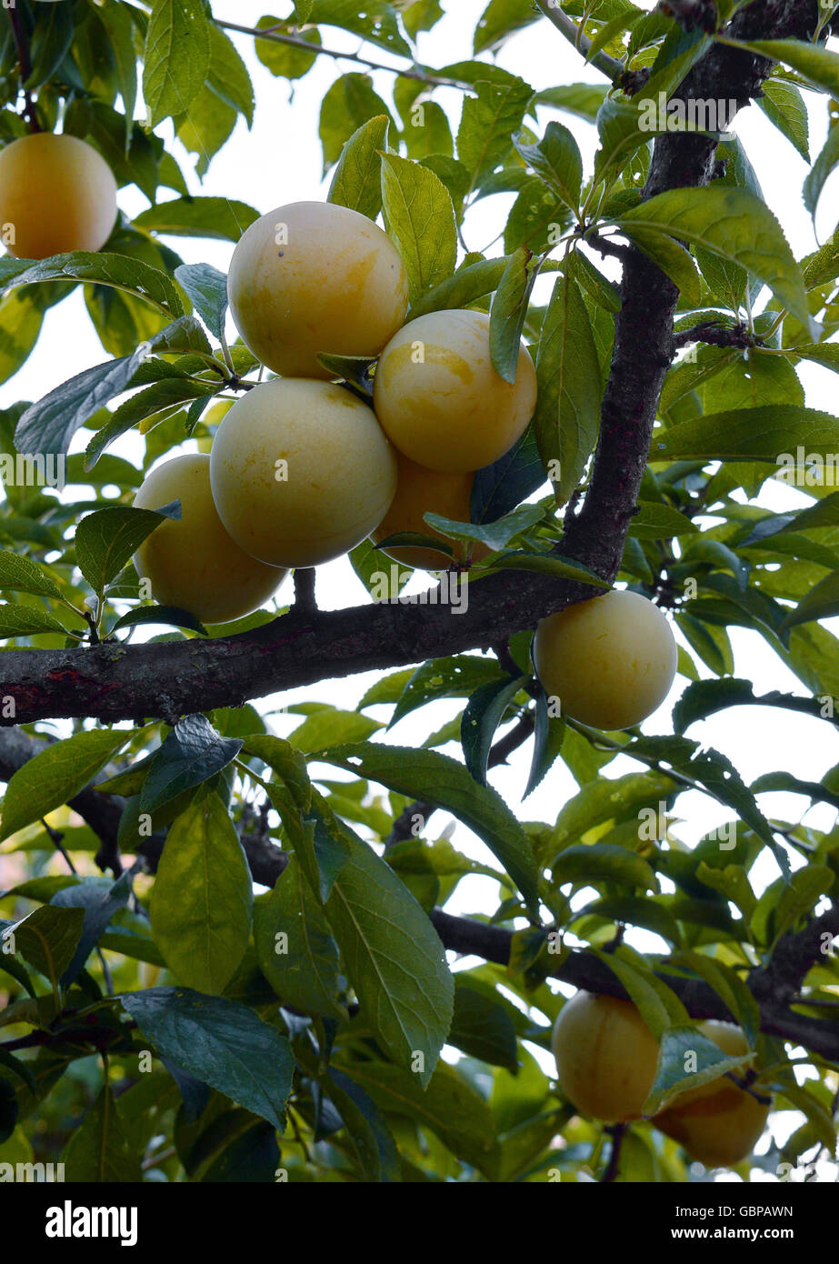Mirabelle prune prunus domestica hi-res stock photography and images ...