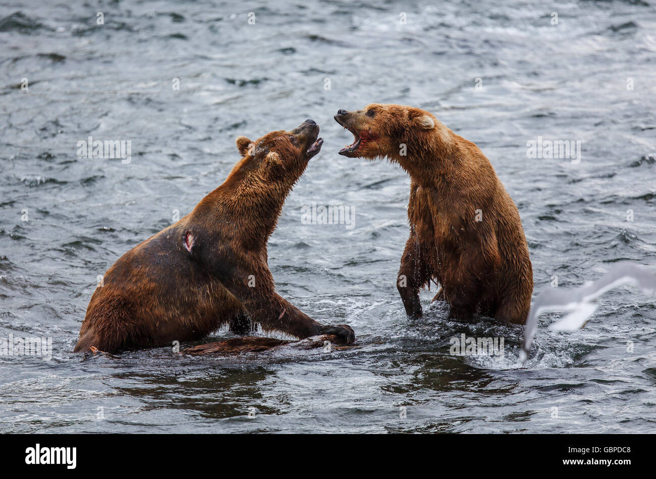 Grizzly bears fishing hi-res stock photography and images - Alamy