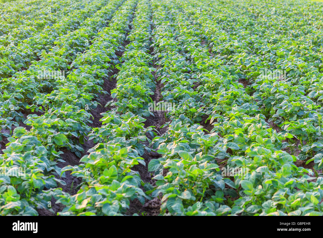 green potato field close up Stock Photo - Alamy