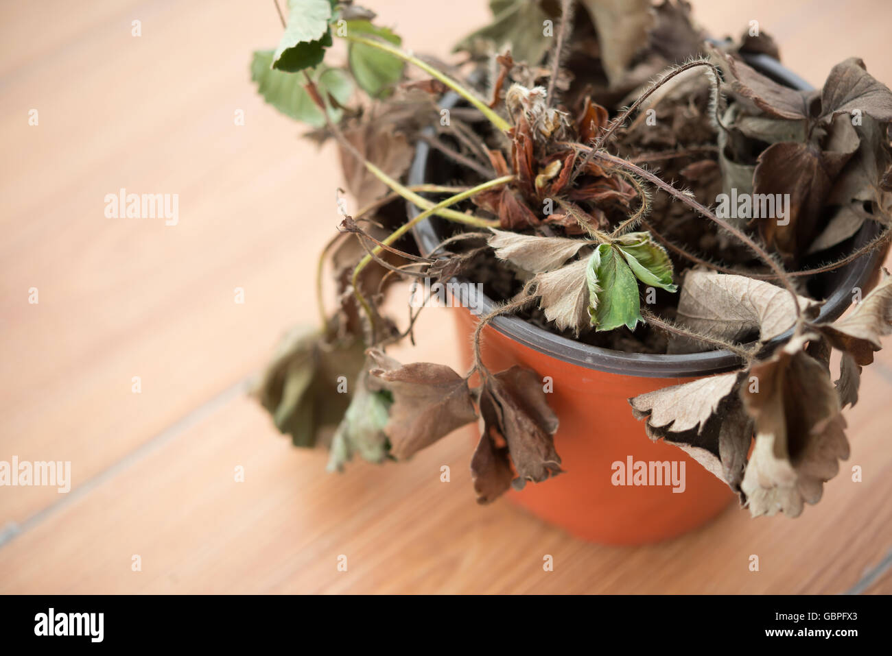 faded strawberry plant Stock Photo - Alamy