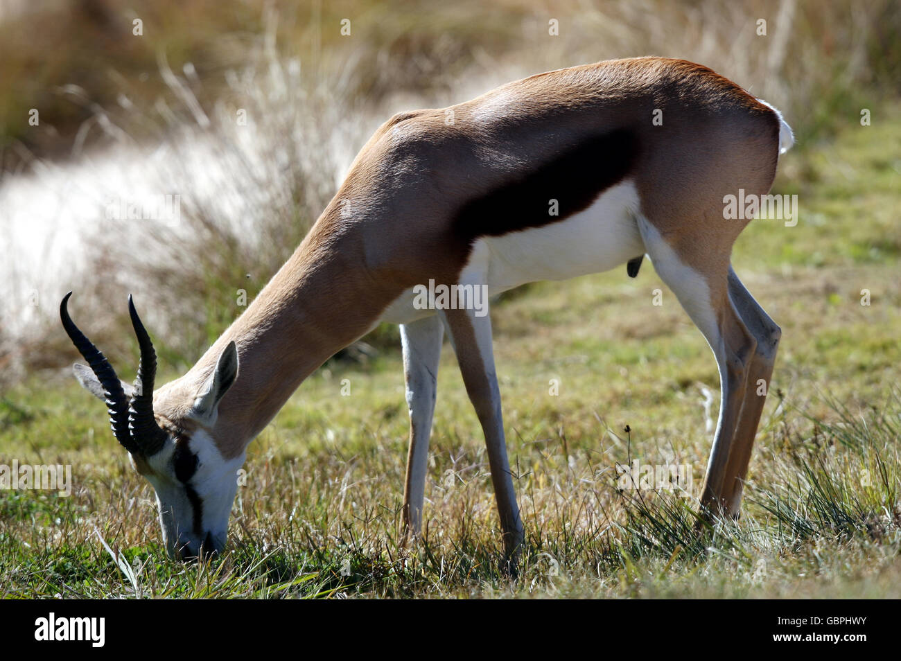 Travel, South Africa. A Springbok in South Africa Stock Photo - Alamy