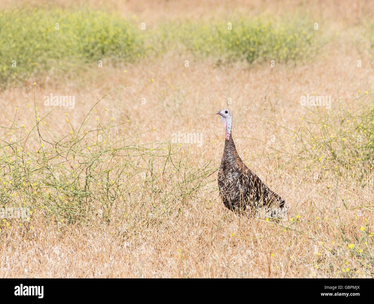 Turkey bird poultry hi-res stock photography and images - Alamy