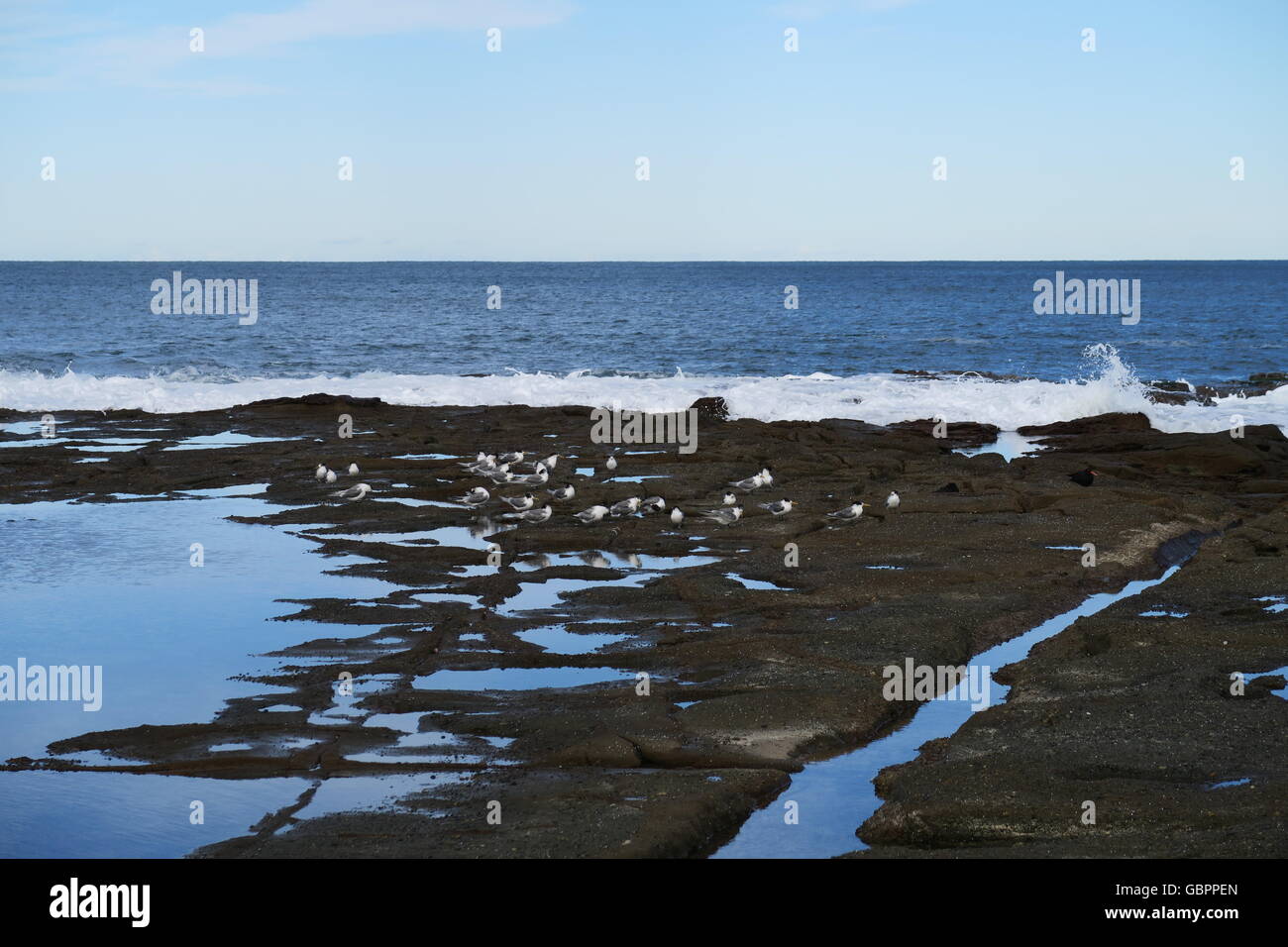 Seagulls on Rocks by the Ocean Stock Photo - Alamy