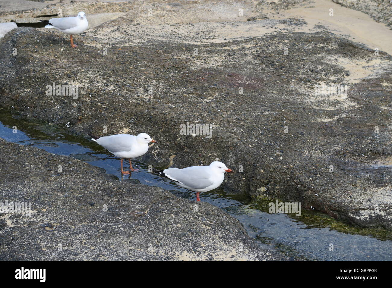 Two Seagull on Rocks Stock Photo - Alamy