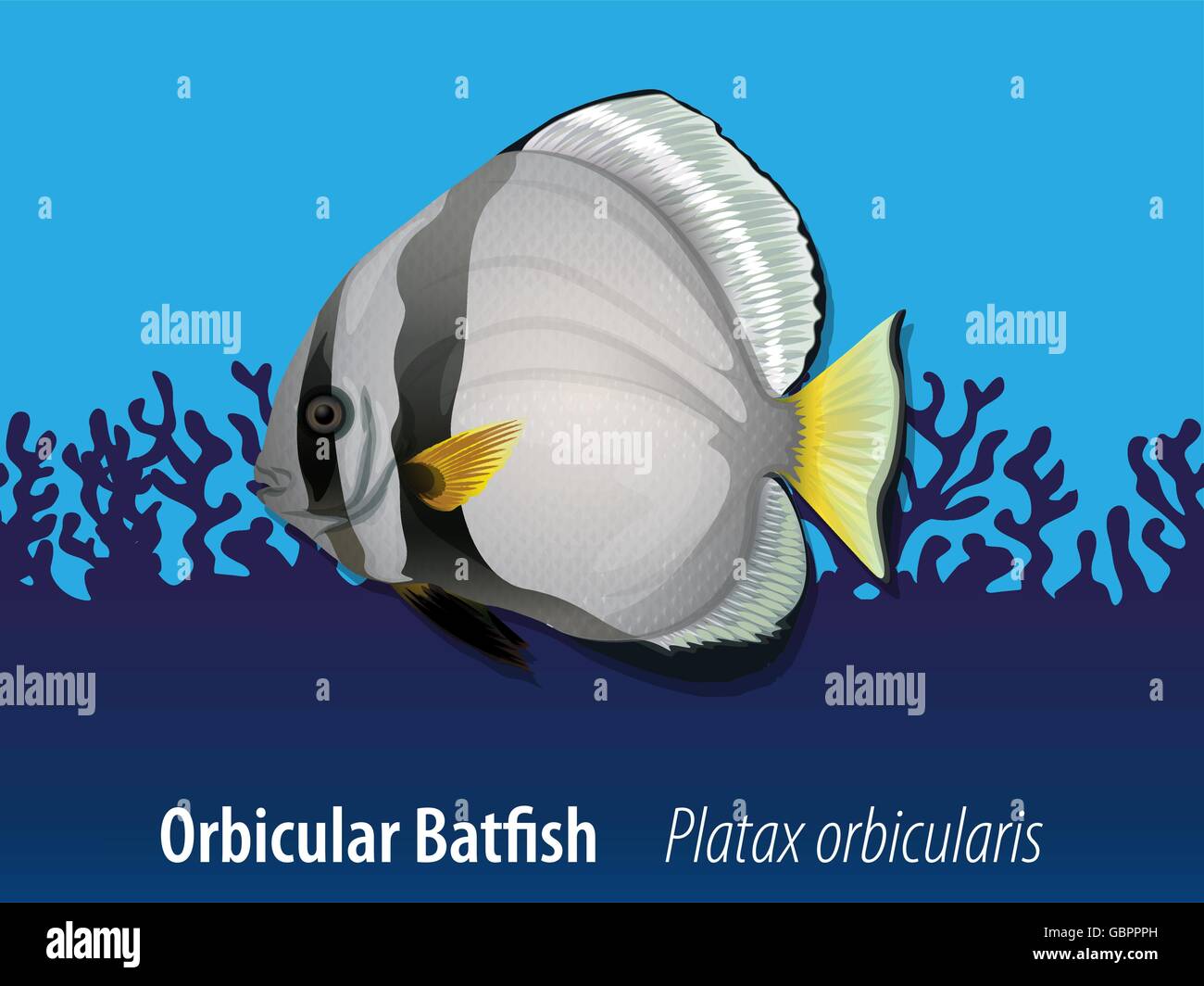 Orbicular batfish under the sea illustration Stock Vector Image & Art ...