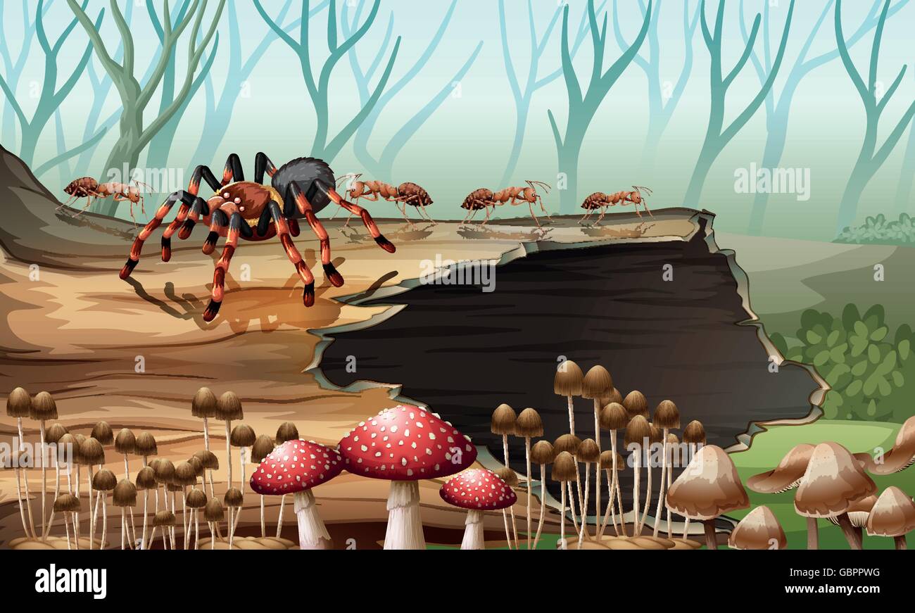 Spider and ants in the woods illustration Stock Vector Image & Art - Alamy