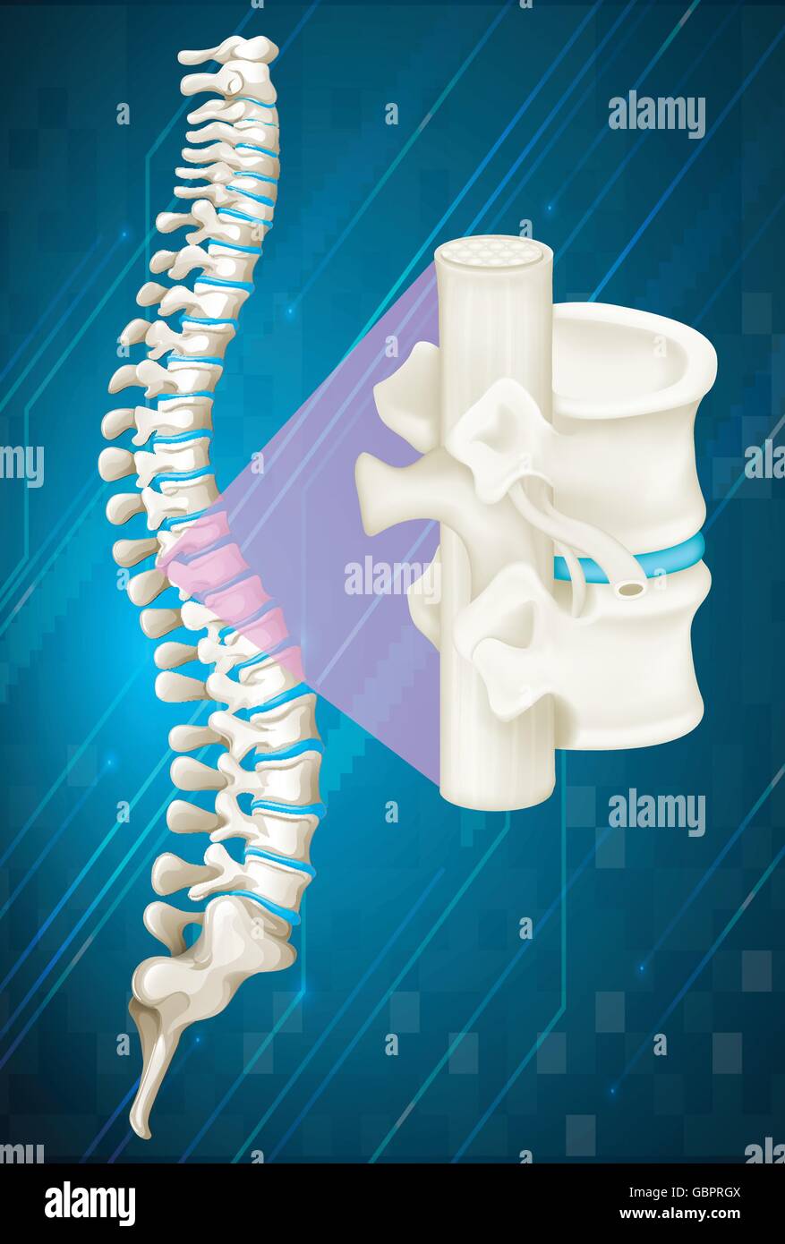 Spine bone on blue background illustration Stock Vector Image & Art - Alamy