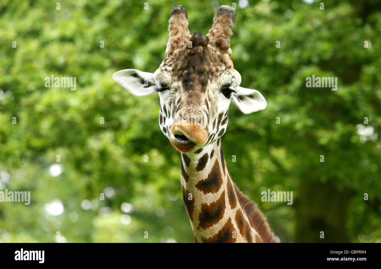 Knowsley Safari Park. A Giraffe at Knowsley Safari Park Stock Photo - Alamy