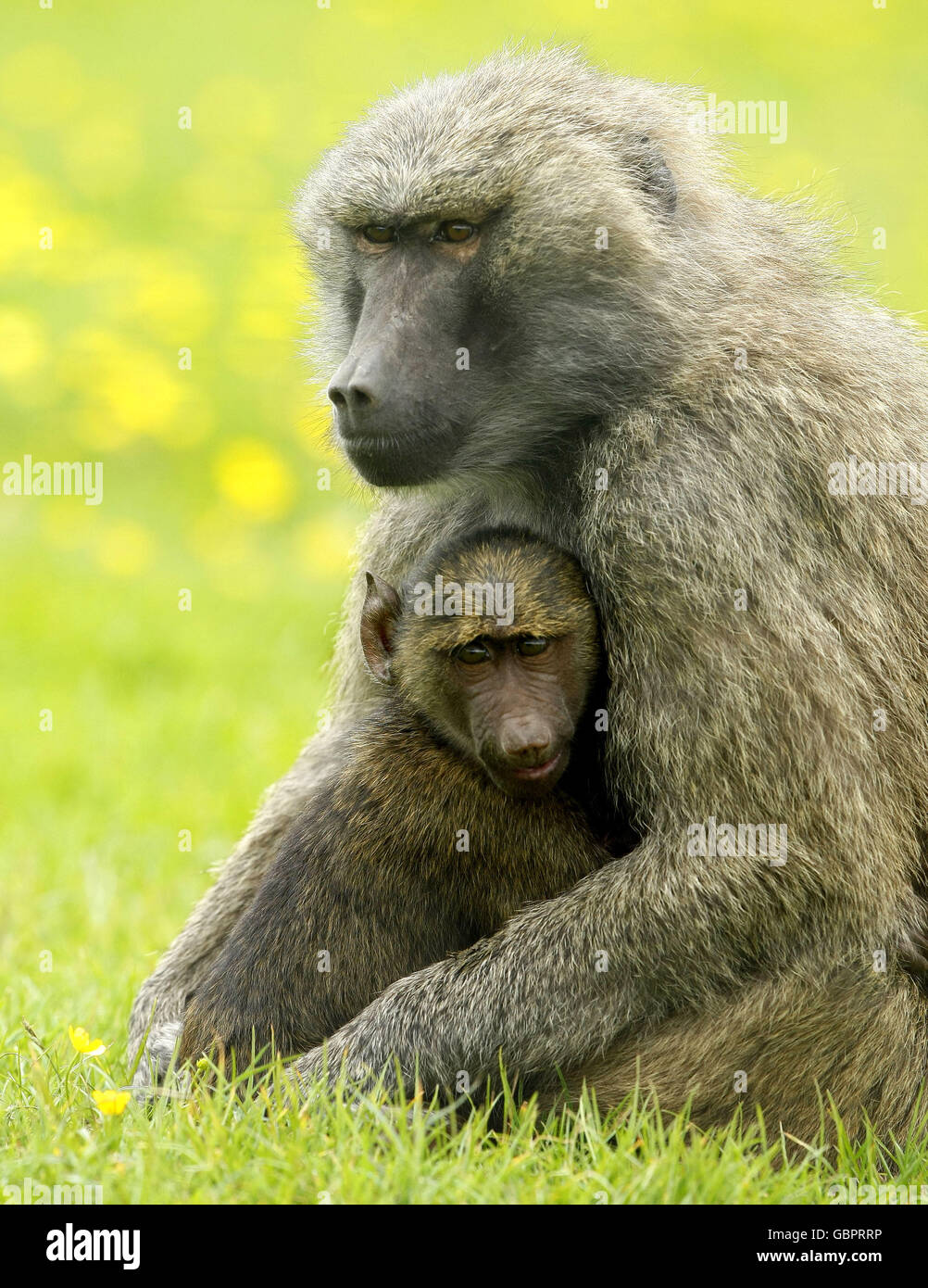 Knowsley Safari Park Stock Photo - Alamy
