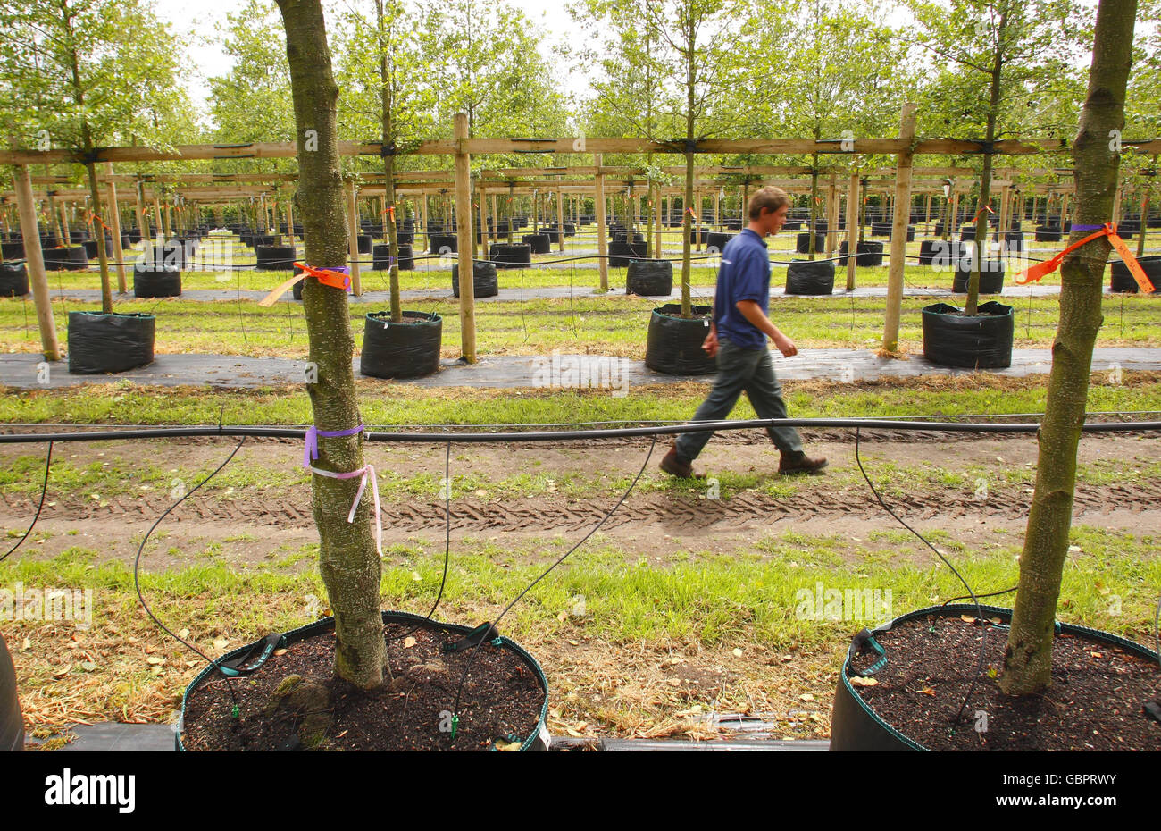 Olympic Park trees Stock Photo - Alamy