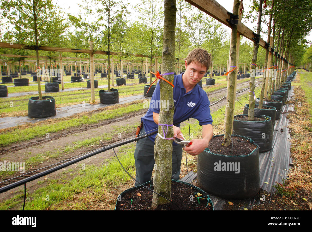 Nursery worker Jonathan Hodson tends to one of the 2000 trees at ...