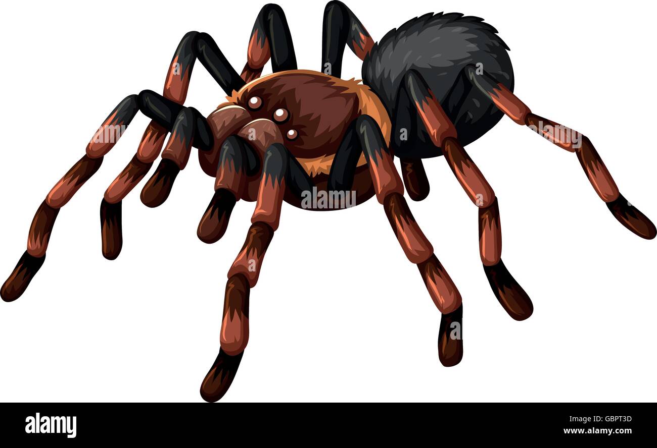 Wild spider on white background illustration Stock Vector Image & Art ...