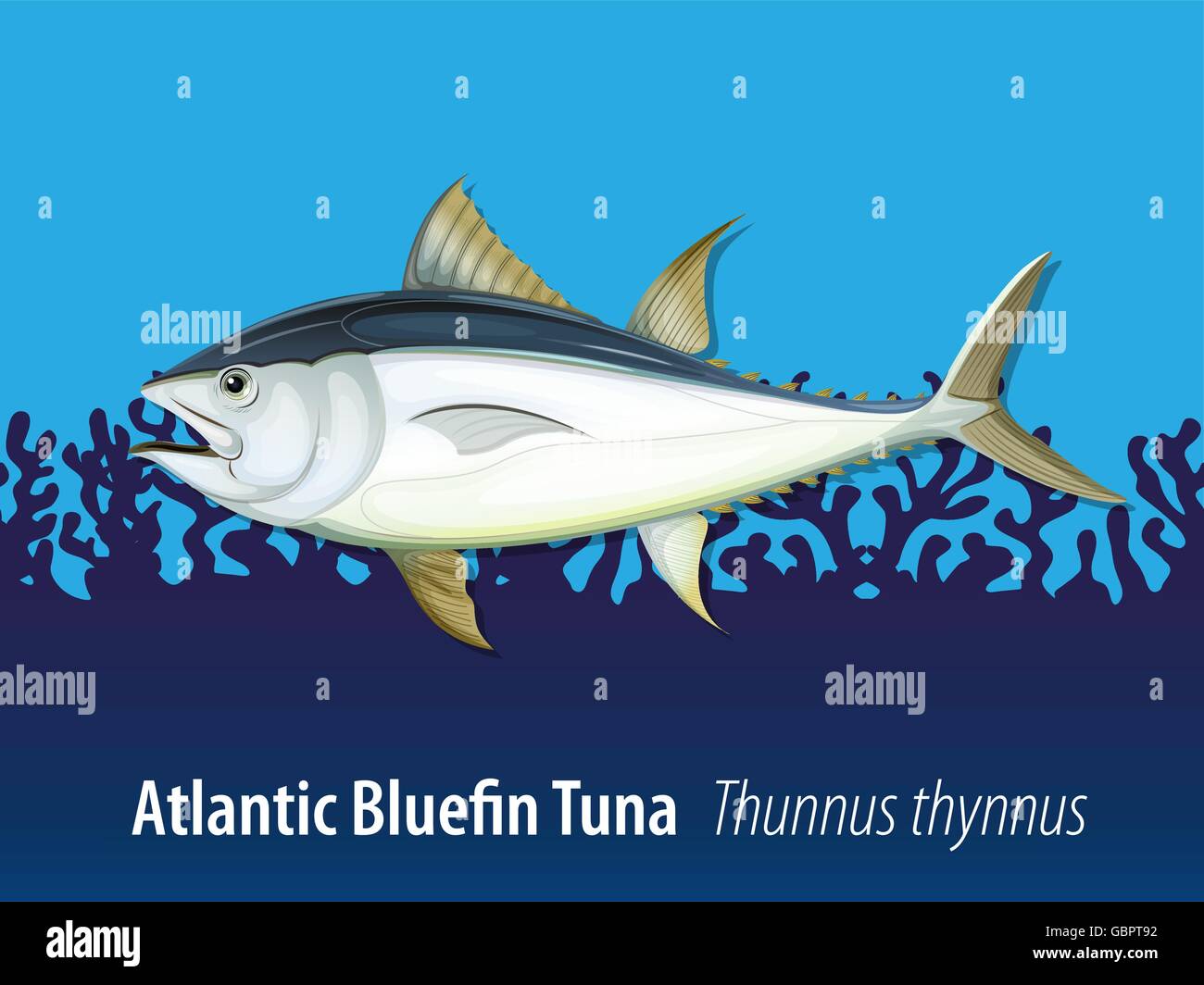 Atlantic bluefin tuna in the sea illustration Stock Vector Image & Art ...
