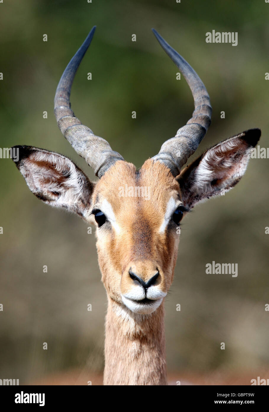 A Springbok in Tala Game Park near Durban, South Africa. Durban, South ...