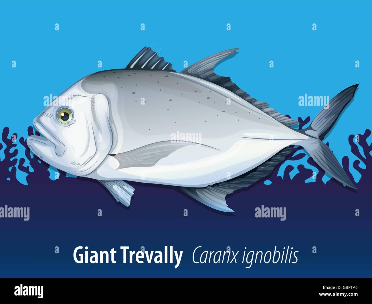 Giant Trevally under the sea illustration Stock Vector Image & Art - Alamy