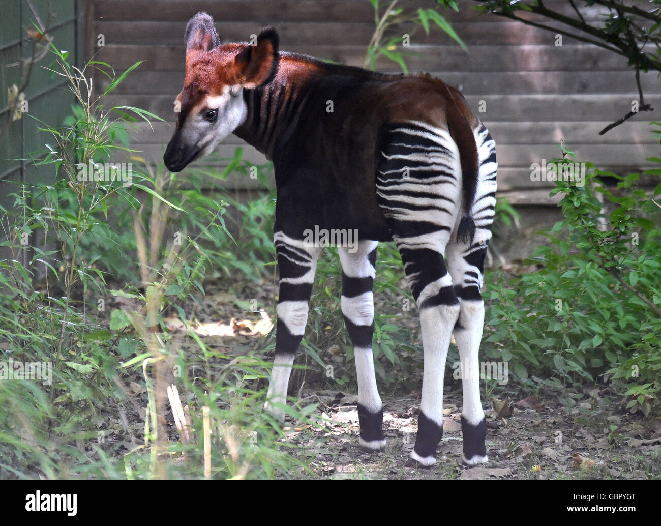 Female okapi hi-res stock photography and images - Alamy